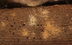 What is Insect Frass and How Can I Identify It? - Haute Life Hub