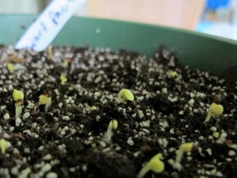 How to Improve Chalky Dusty Soil - Haute Life Hub