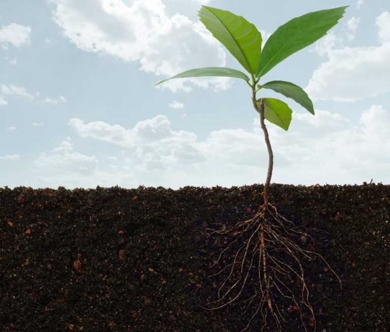 Benefits of Microbes in the Soil - Haute Life Hub