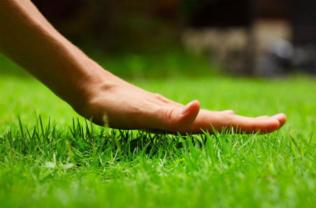 How to Tell if the Grass Is Too Tall for the Mower - Haute Life Hub