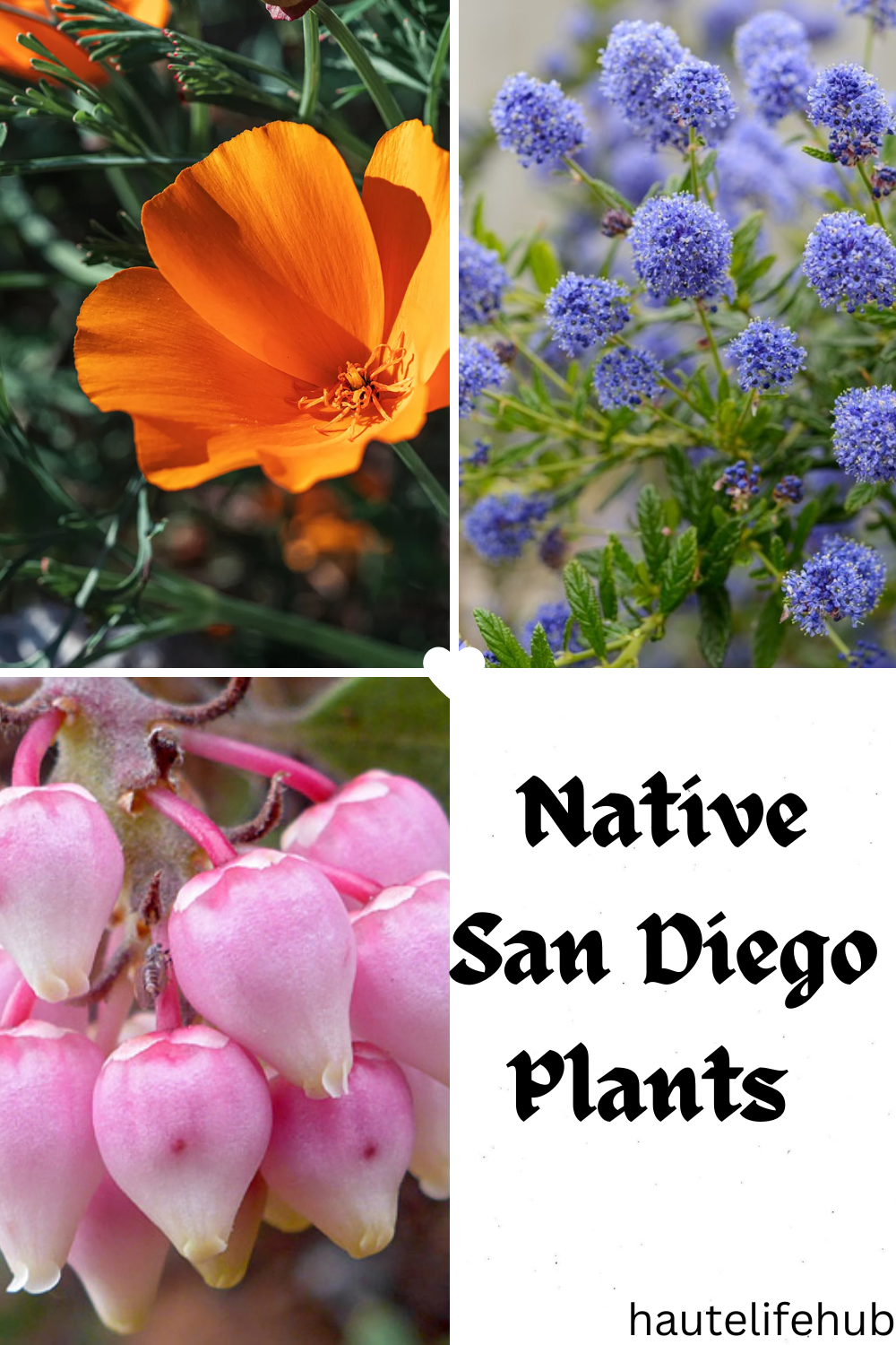 San Diego Gardening Guide