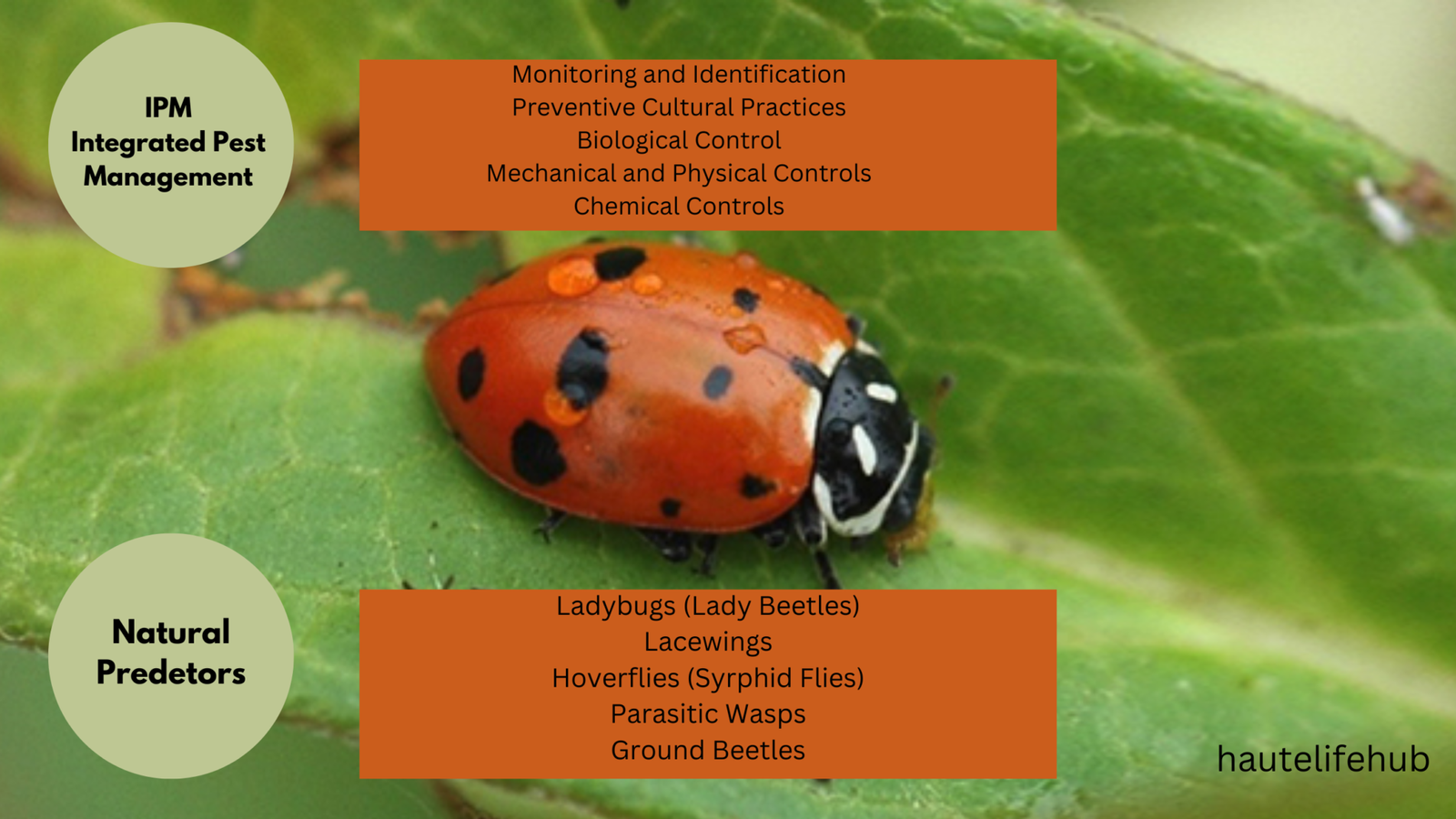 San Diego Gardening Guide