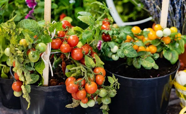 Maximize Kitchen Garden Yield- Steps You Must Follow - Haute Life Hub
