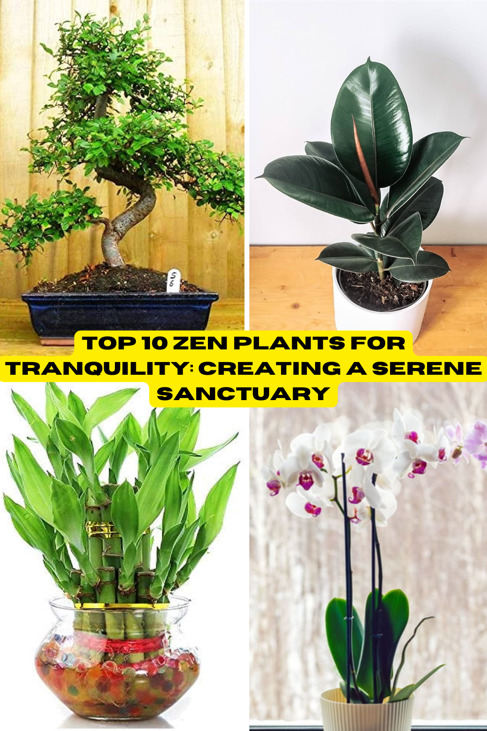 Zen Plants for Home: Top 10 - Creating a Serene Sanctuary