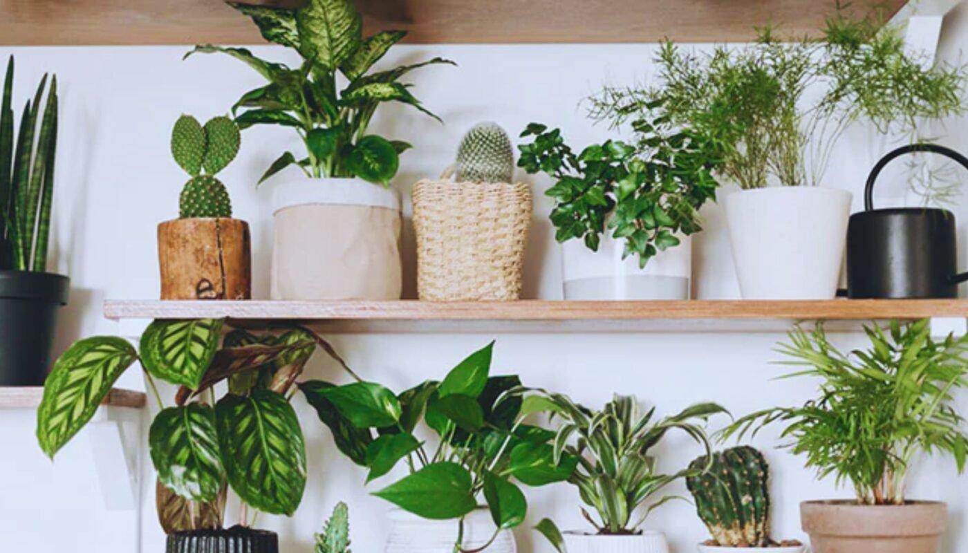 Aesthetic Indoor Plants- 10 Elegant Plant Choices