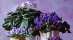 Flower Plants for Indoor Garden - Top 10 Blossoming Beauty