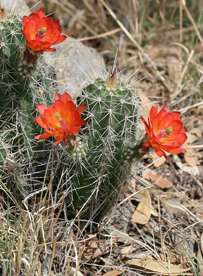 Types of Cactus Plants- Top 10 Varieties to Choose From - Haute Life Hub