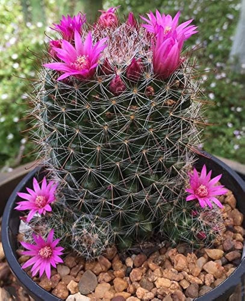 Types of Cactus Plants- Top 10 Varieties to Choose From - Haute Life Hub