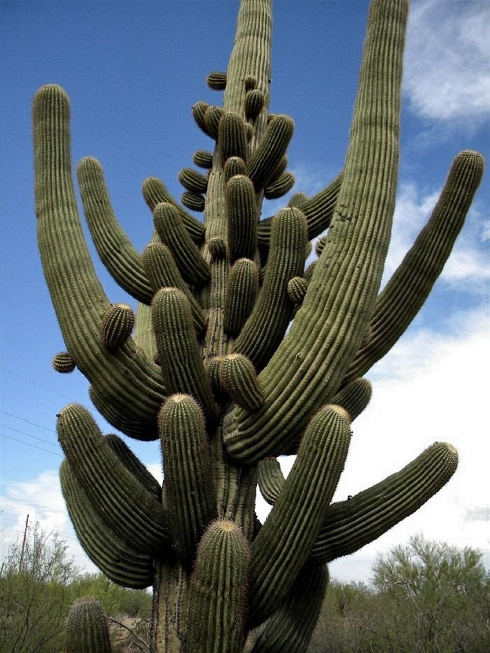 Types of Cactus Plants- Top 10 Varieties to Choose From - Haute Life Hub