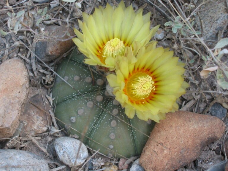 Types of Cactus Plants- Top 10 Varieties to Choose From - Haute Life Hub
