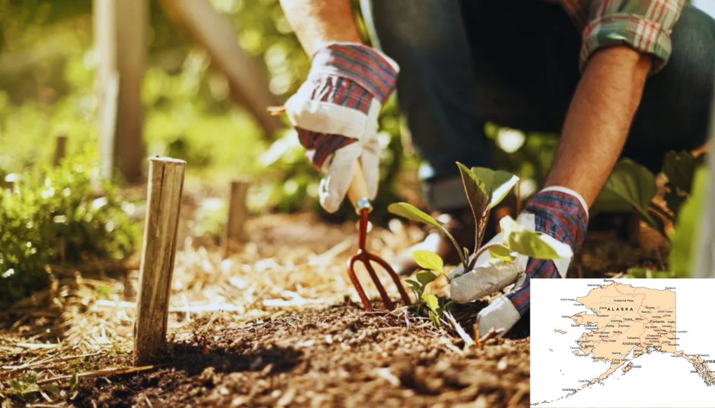 Gardening in Alaska - Haute Life Hub