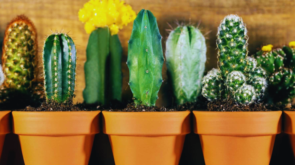 Types of Cactus Plants- Top 10 Varieties to Choose From - Haute Life Hub