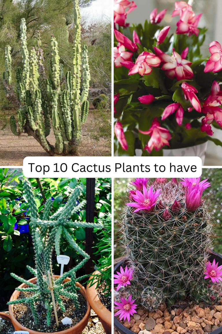Types of Cactus Plants- Top 10 Varieties to Choose From - Haute Life Hub