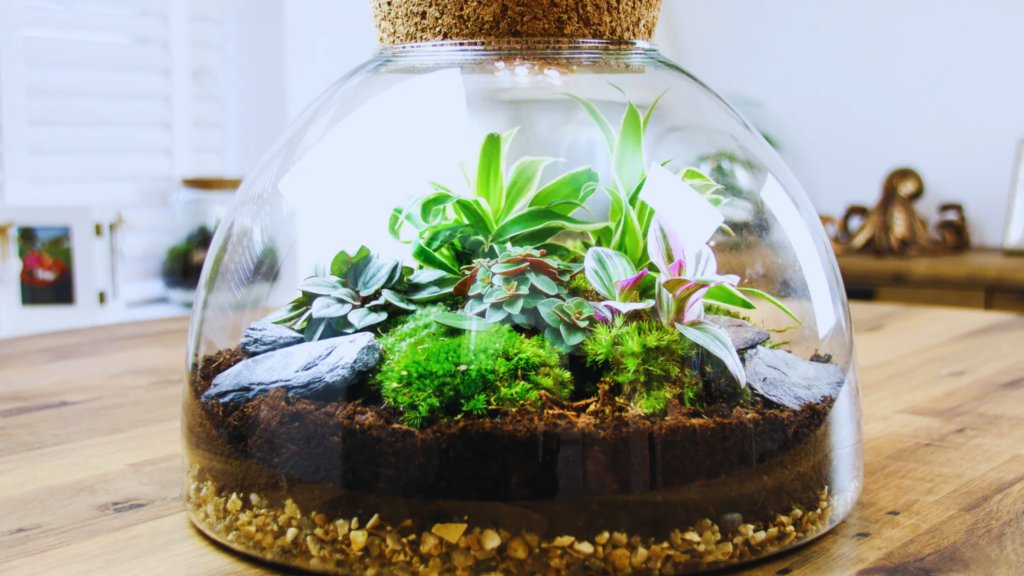 Terrarium Making Guide - Haute Life Hub