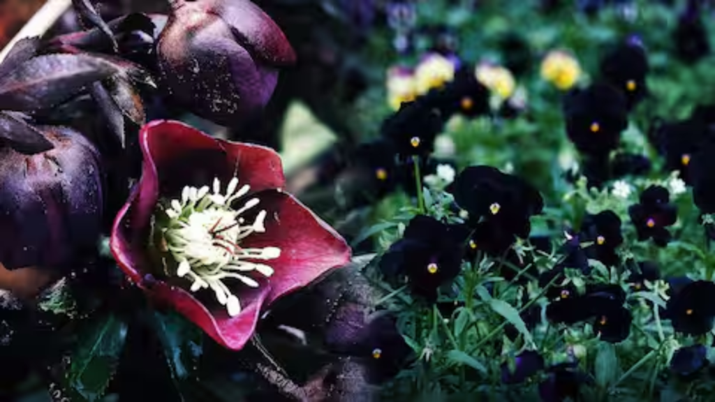 Halloween gardening ideas: Gothic Plants for a Dark - Haute Life Hub