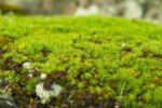 Peat moss -What is it and How to Use It In Gardening - Haute Life Hub